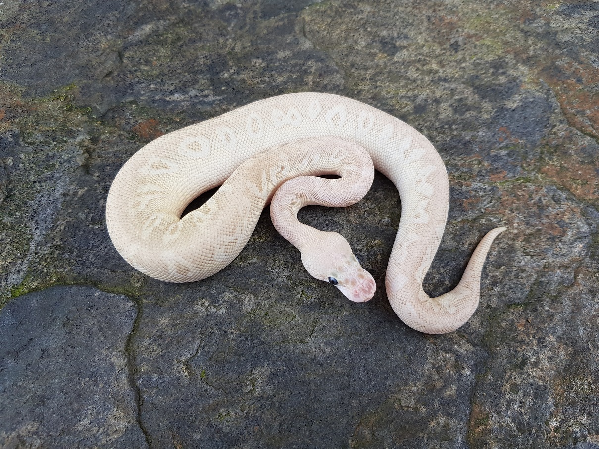 PASTEL SOUL SUCKER CLOWN ♂ ( 108) poss. SUPER PASTEL – REPTOMANIA